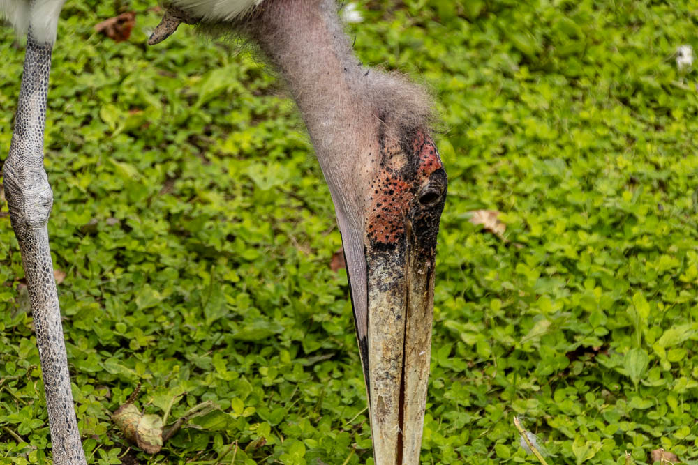 Storch Mit Kahlkopf: Der Marabu - Richards Fotoseite
