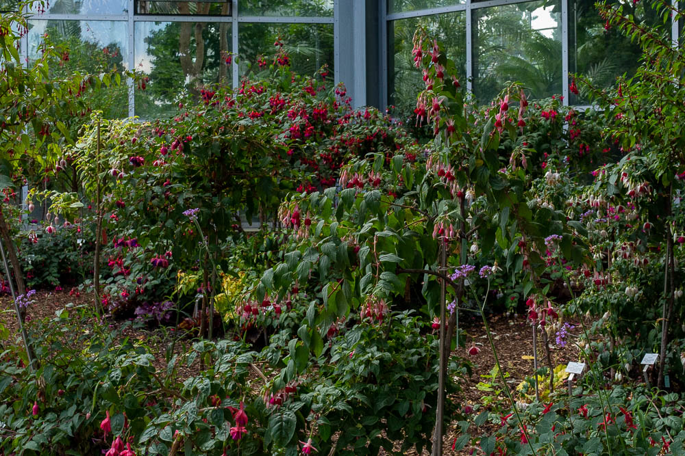 Faszinierende Fuchsien Im Botanischen Garten Frankfurt Am Main