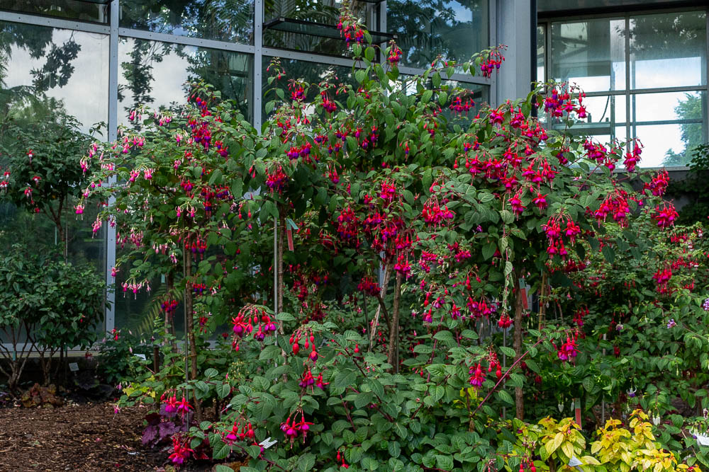 Faszinierende Fuchsien Im Botanischen Garten Frankfurt Am Main