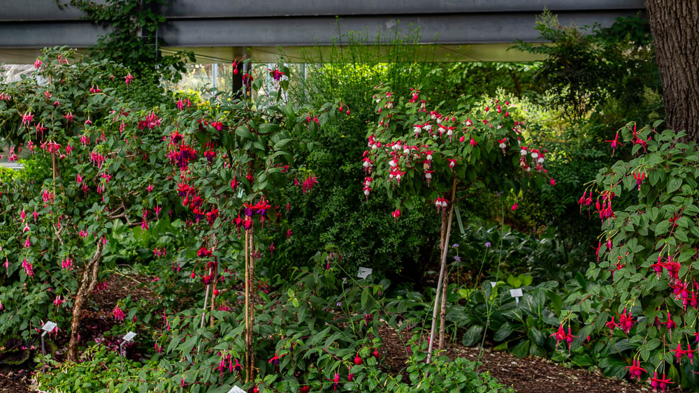 Faszinierende Fuchsien Im Botanischen Garten Frankfurt Am Main