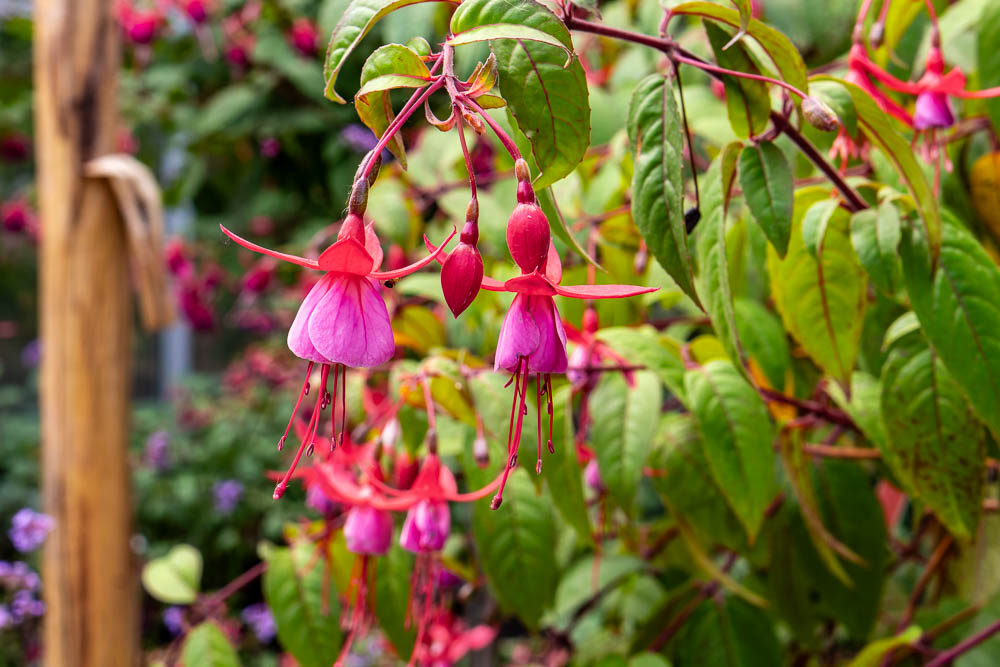 Faszinierende Fuchsien Im Botanischen Garten Frankfurt Am Main